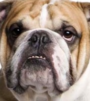 ΑΓΓΛΙΚΟ ΜΠΟΥΛΝΤΟΓΚ - Bulldog - VETS - Παπαιωάννου Κτηνίατροι ...