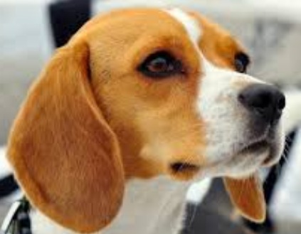 ΜΠΙΓΚΛ - Beagle - VETS - Παπαιωάννου Κτηνίατροι. Κτηνιατρικές κλινικές ...