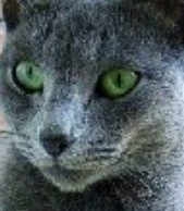 ANTIPODEAN CAT - VETS - Παπαιωάννου Κτηνίατροι. Κτηνιατρικές κλινικές ...